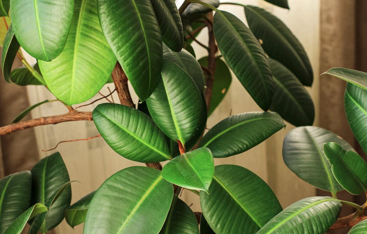 Comment rempoter un ficus Robusta ? - Ficus Conseils Comment rempoter un ficus Robusta ? - Ficus Conseils